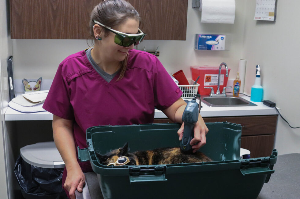 Pet Laser Therapy | Pennell Veterinary Clinic